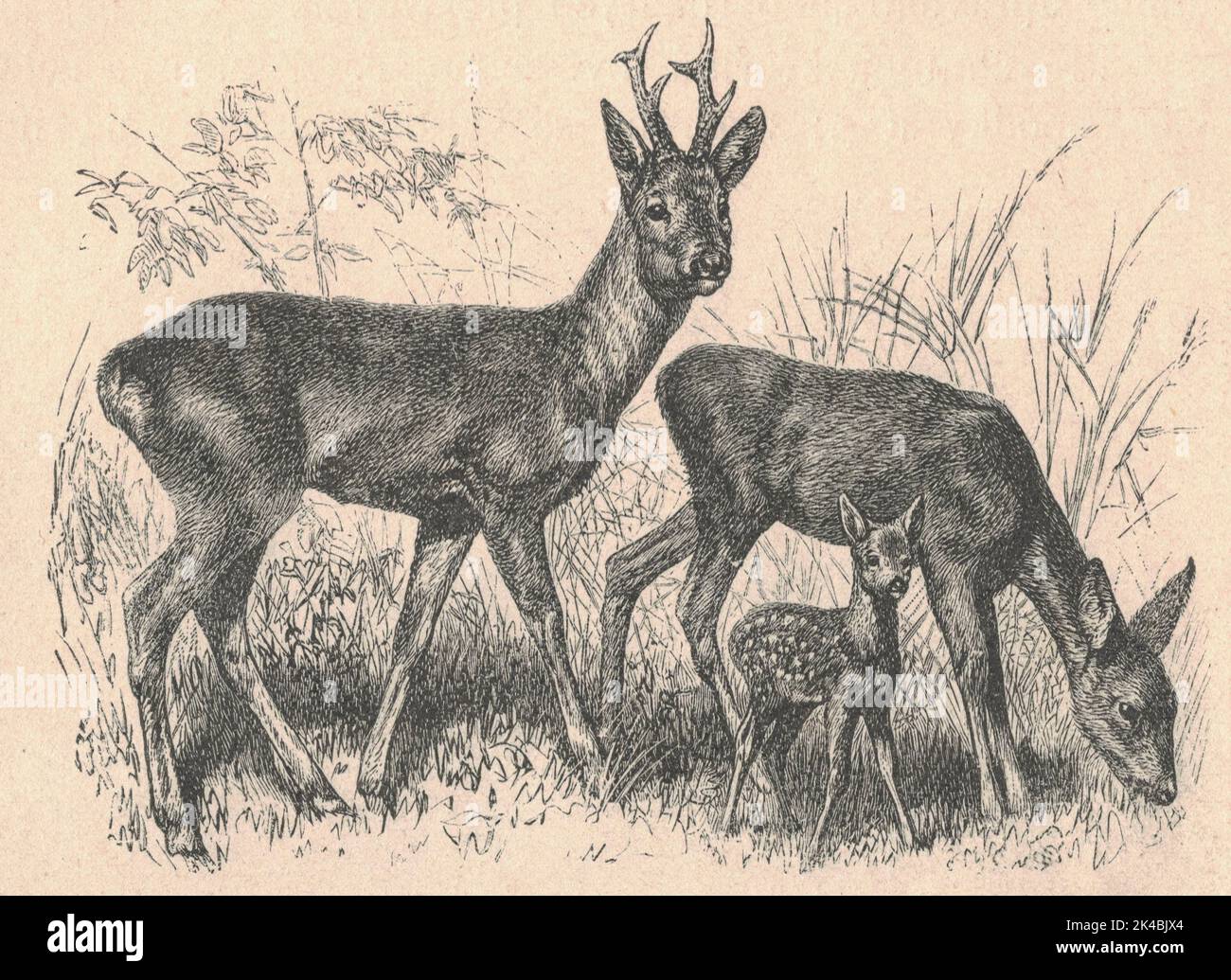 Antique engraved illustration of the roe deer family. Vintage ...