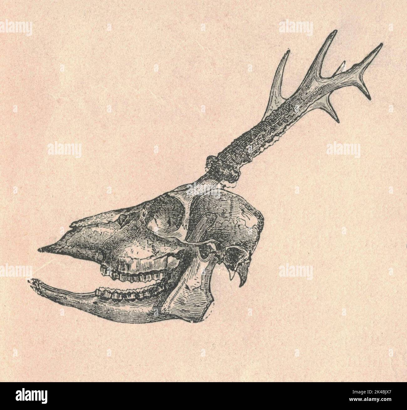 Antique engraved illustration of the male roe deer skull. Vintage ...