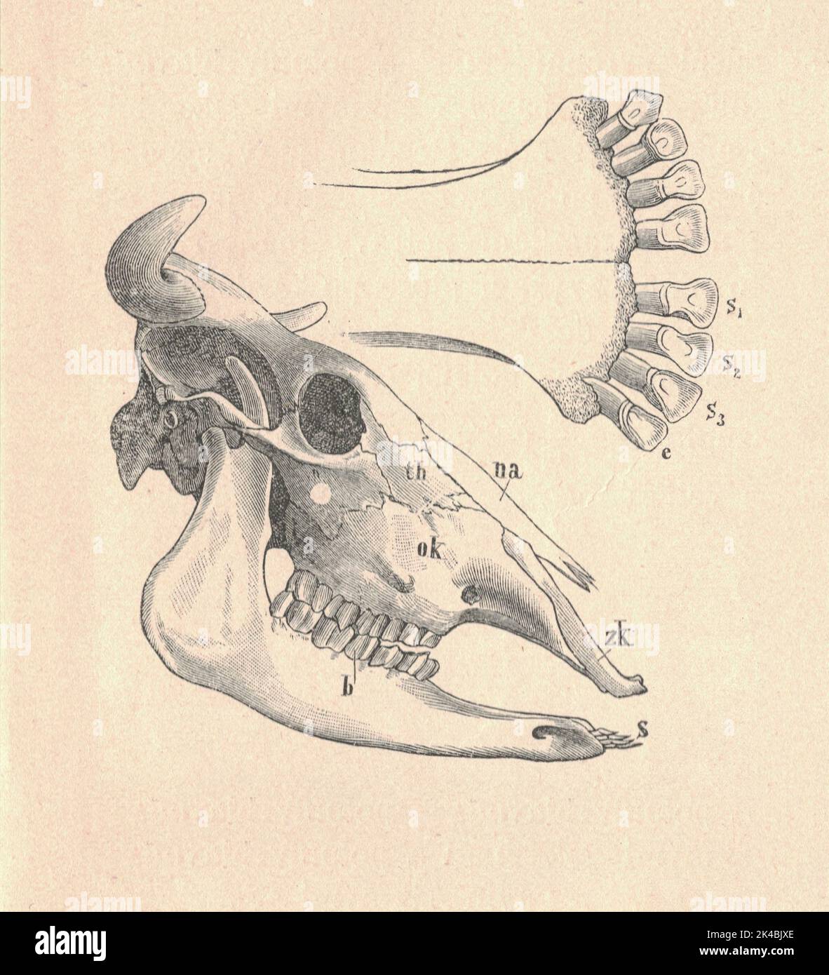 Antique engraved illustration of the cow skull and lower jaw. Vintage ...