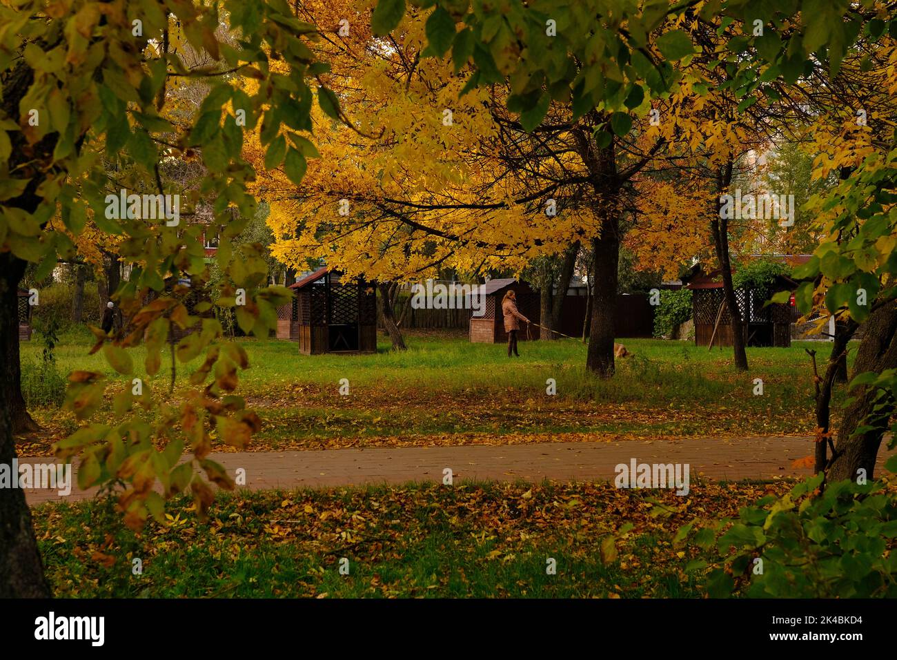woman walking with a dog in autumn park with orange and yellow foliage ...