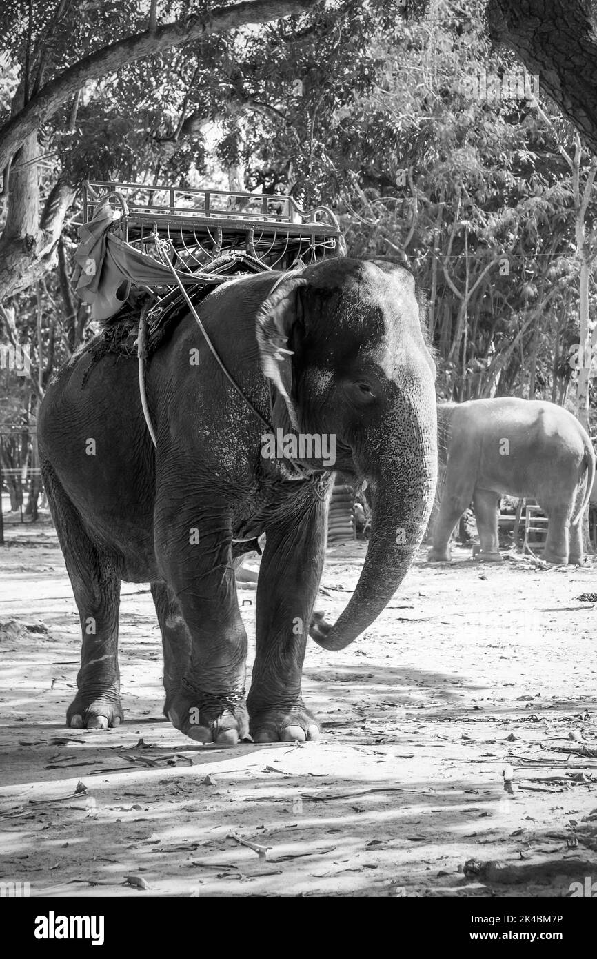 Old asian elephant with a seat tied to its back, Thailand. Black and ...