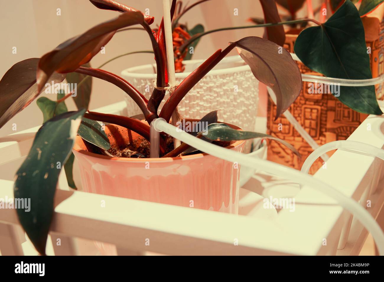 Automatic drip irrigation system for indoor plants and flowers with ...