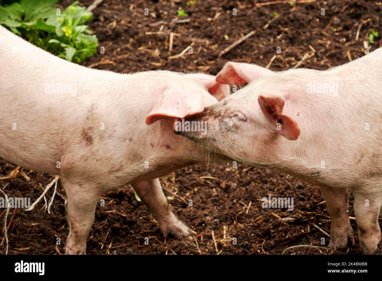 Two cute pigs show love and care. Valentines day concept Stock Photo ...