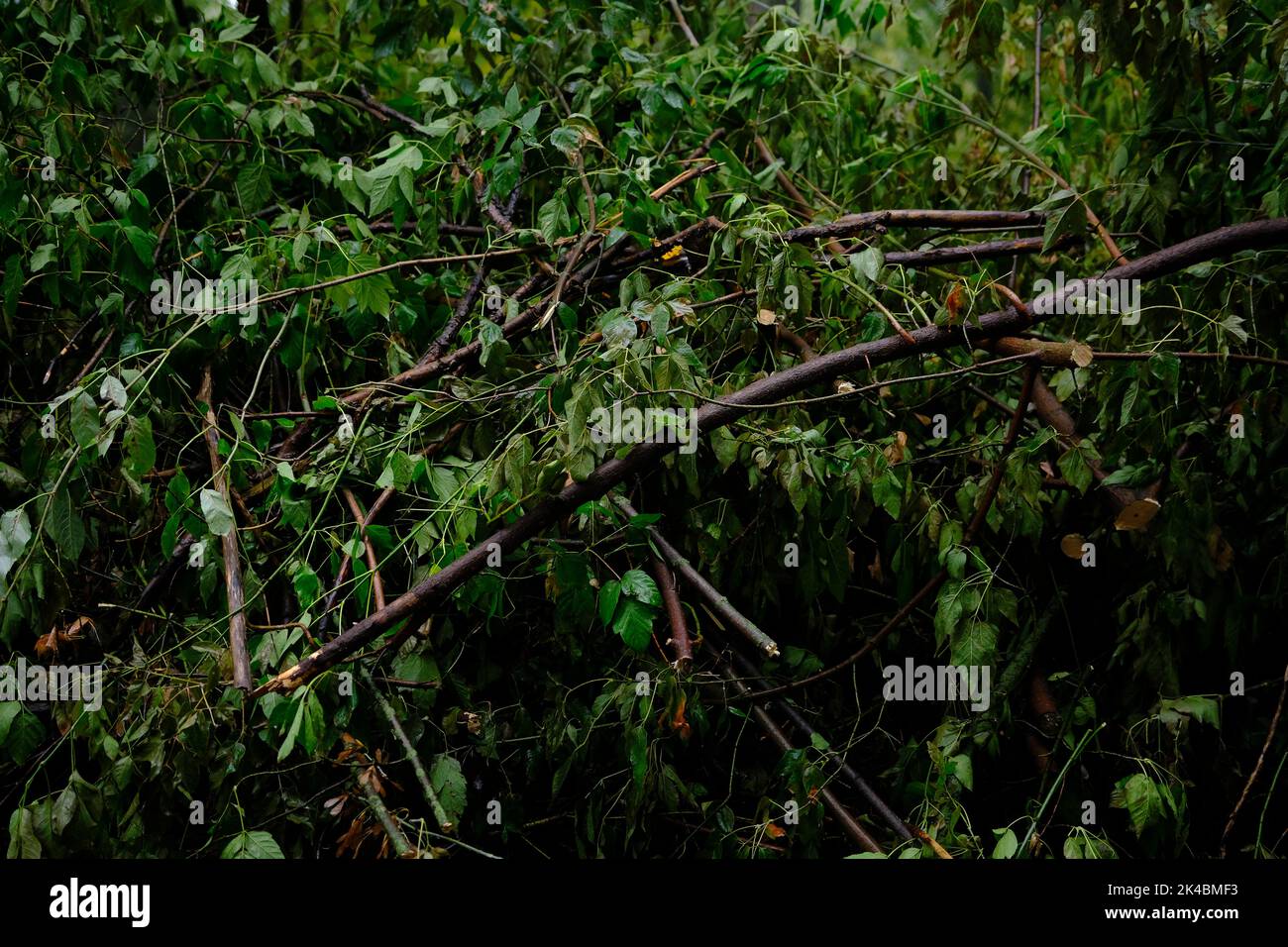 brocken branches with green leafs after the hard rain in the forest ...