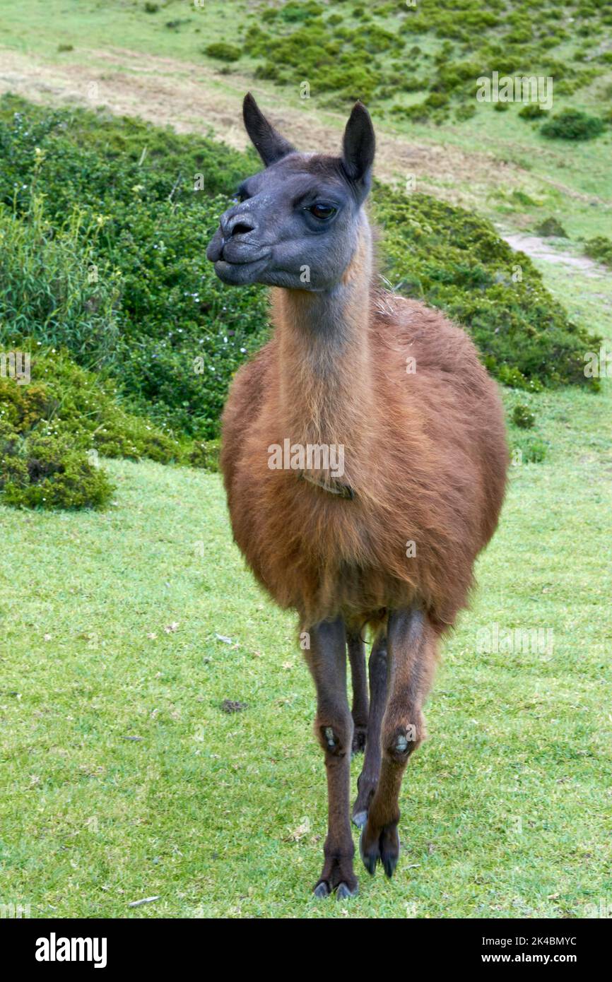 Brown llama in the mountains of Ecuador standing looking slightly to ...