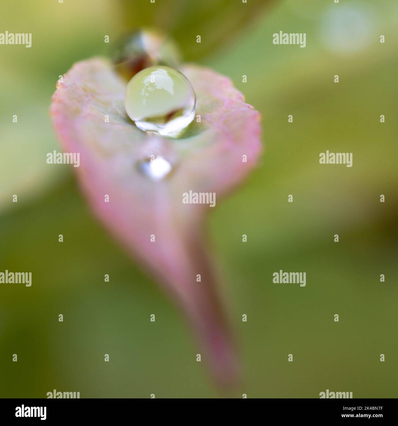 A water frop on a leaf, macro, vertical Stock Photo - Alamy