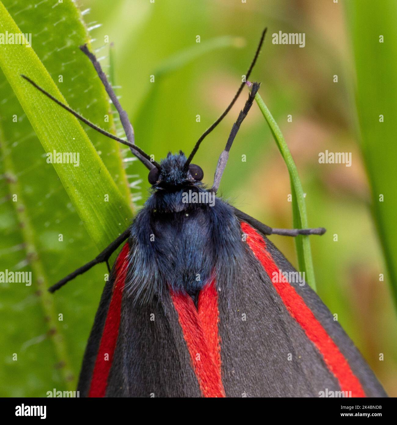 A Cinnabar moth on the green leaf, macro Stock Photo - Alamy
