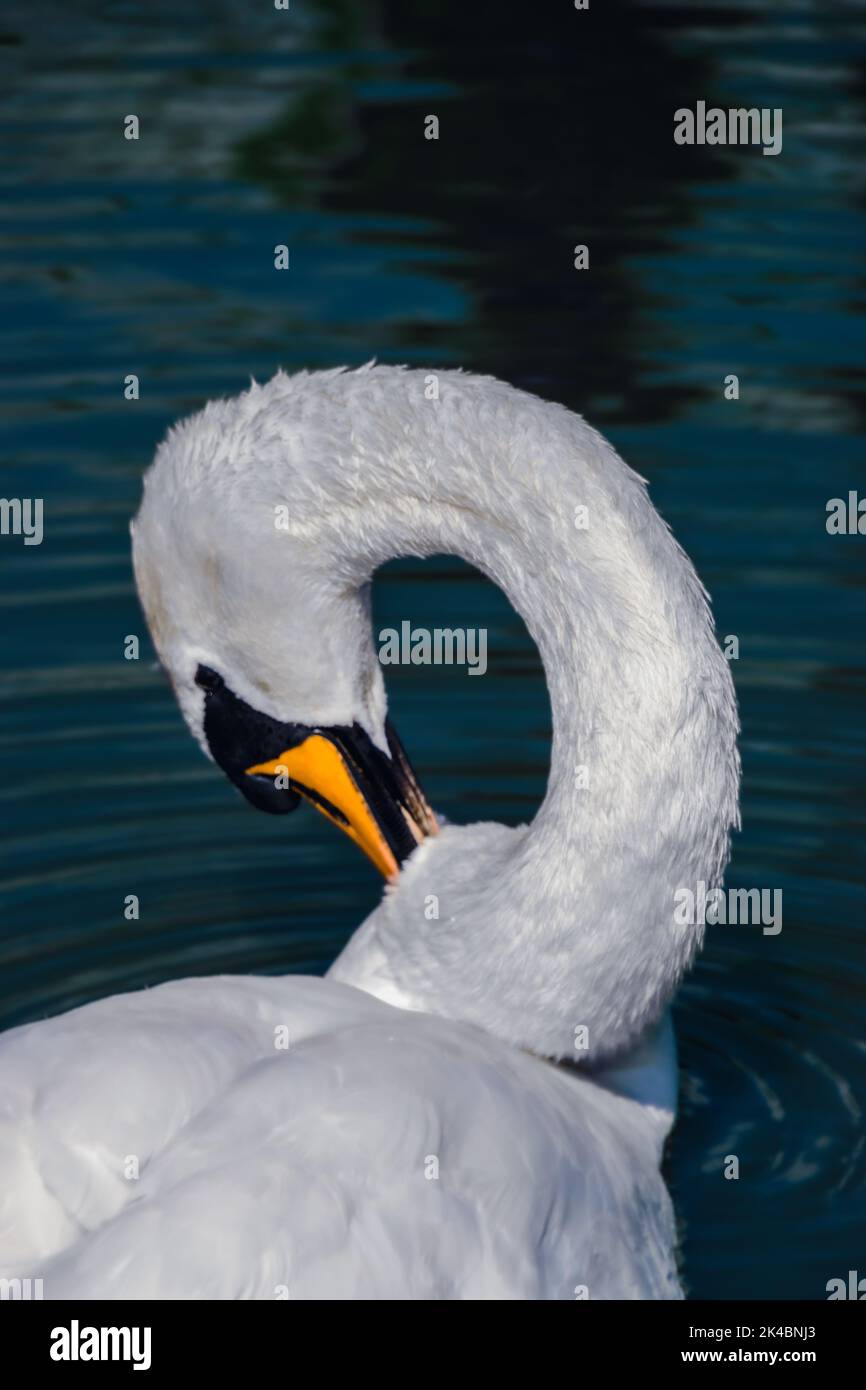 A vertical closeup of a graceful Mute swan curving its neck Stock Photo ...