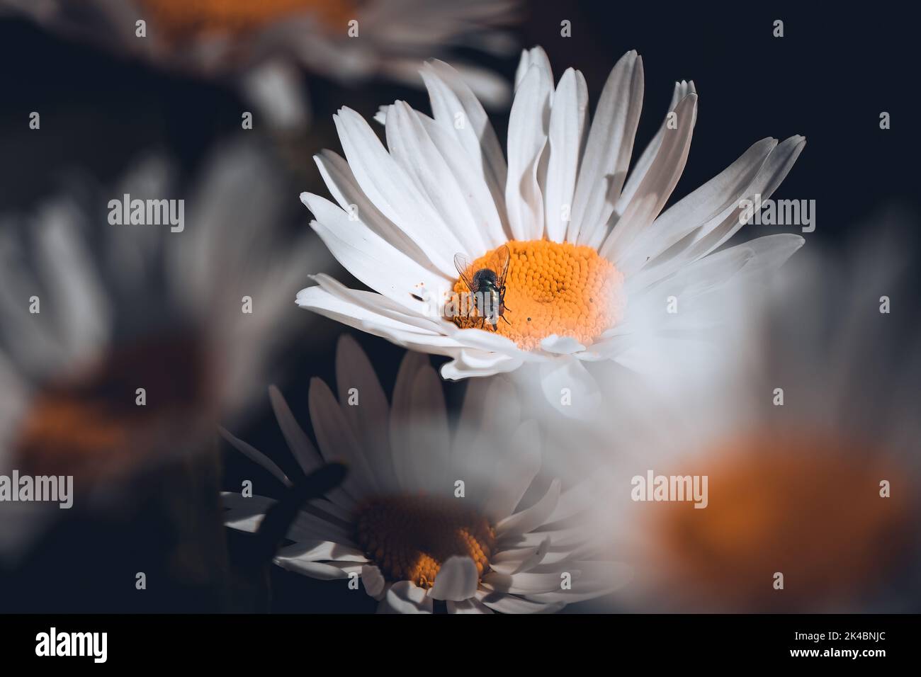 A closeup of a bug standing on a common daisy in a flower field Stock ...