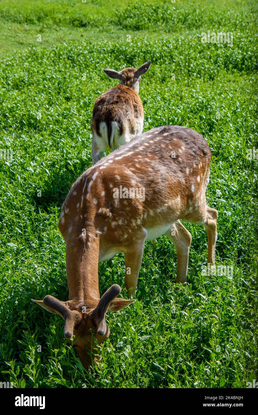 A vertical of beautiful European fallow deer with white spots captured ...