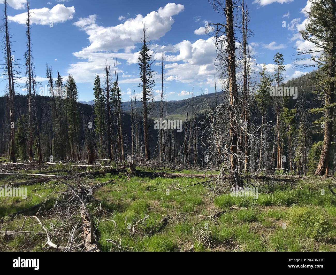The cut and dried trees in the Sawtooth Mountains, ID Stock Photo - Alamy