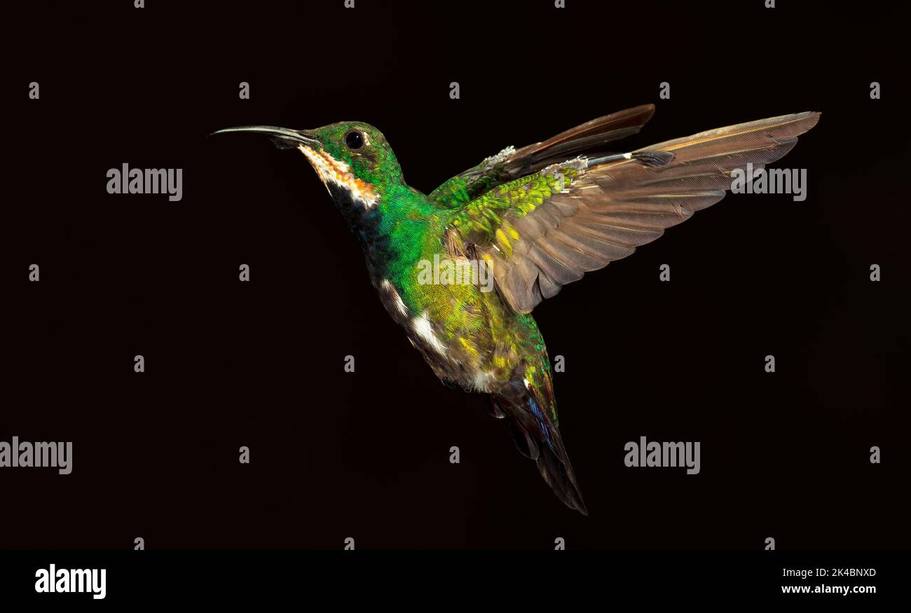 A Black-throated mango flying with black background Stock Photo - Alamy