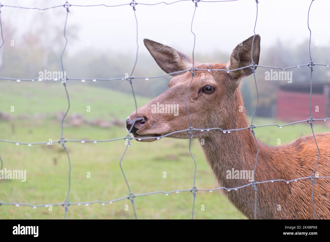 Deer female behind the fence in enclosure for animals in the park. Wild ...