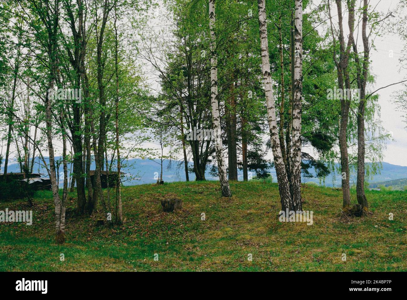 Cultural landscape with trees of Toten, Norway, in spring Stock Photo ...
