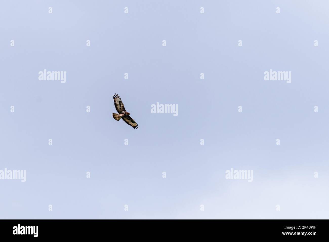 A vertical of a common buzzard flying in the sky with its wings wide ...