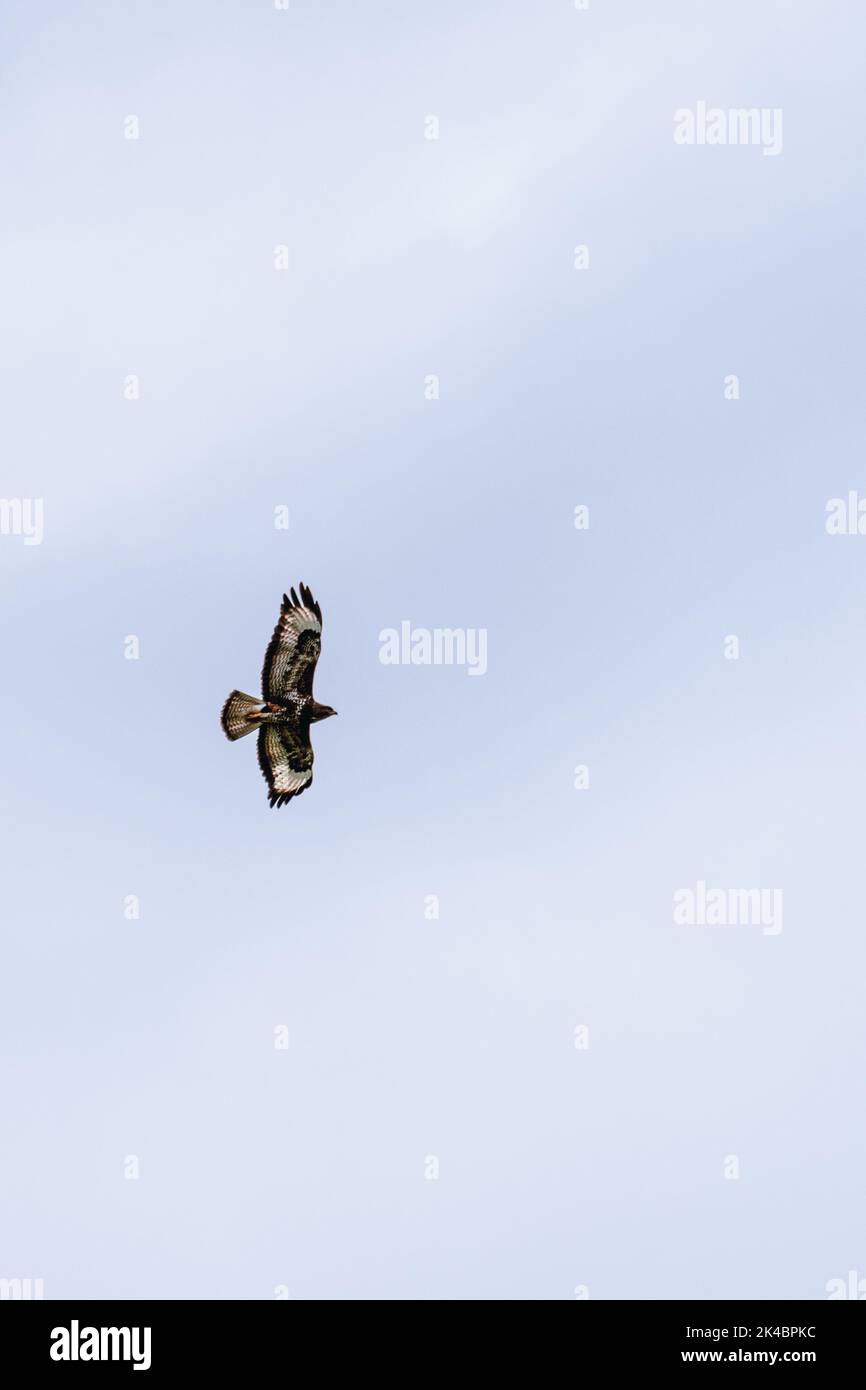 A vertical of a common buzzard flying in the sky with its wings wide ...