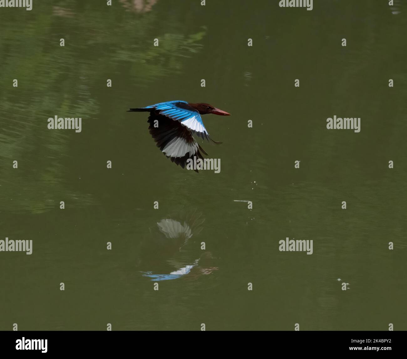 A view of a common kingfisher (Alcedo atthis) on a lake or a pond in ...