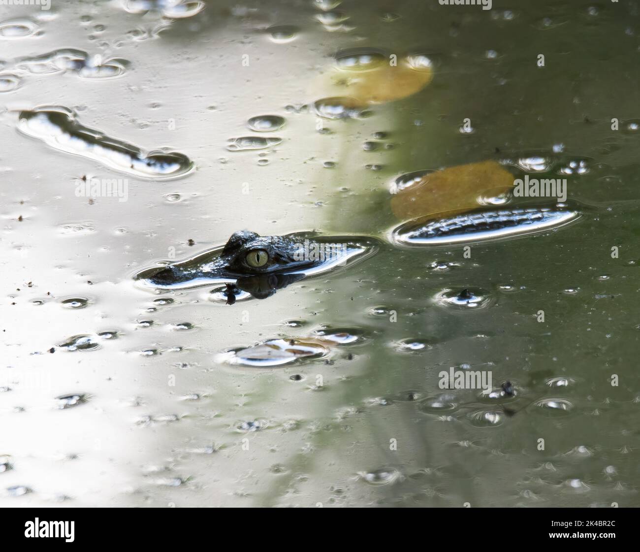 A view of a crocidile or an alligator swimming in lake or pond Stock ...