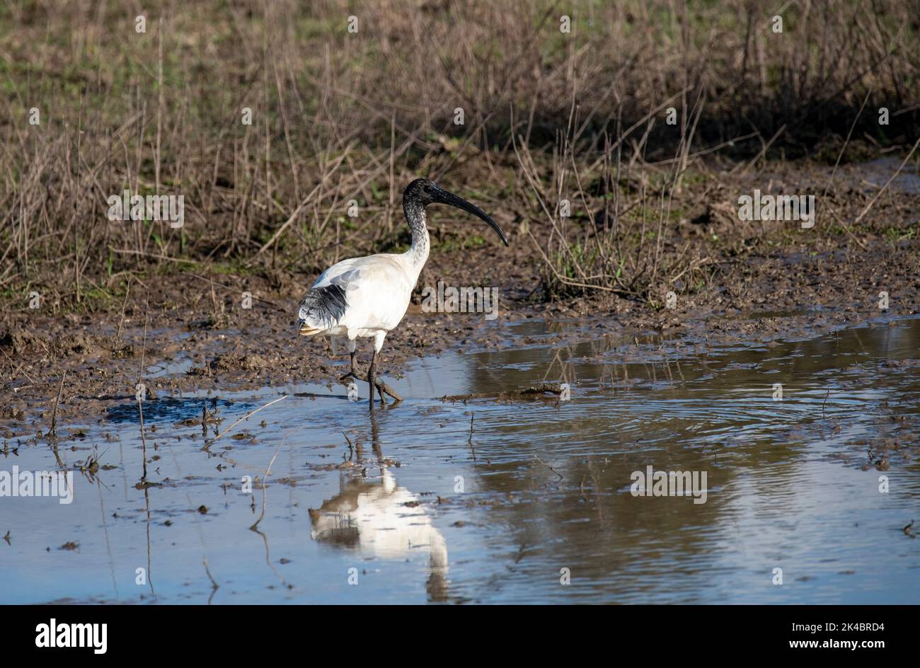 An Australian White Ibis (Threskiornis molucca) searching for food in ...