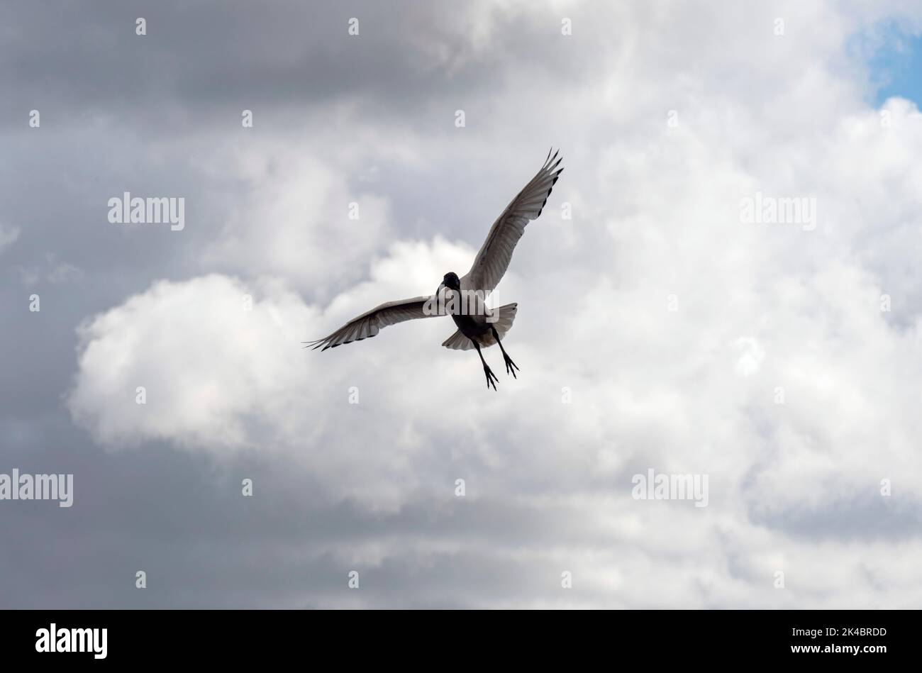 An Australian White Ibis (Threskiornis molucca) in flight in Sydney ...