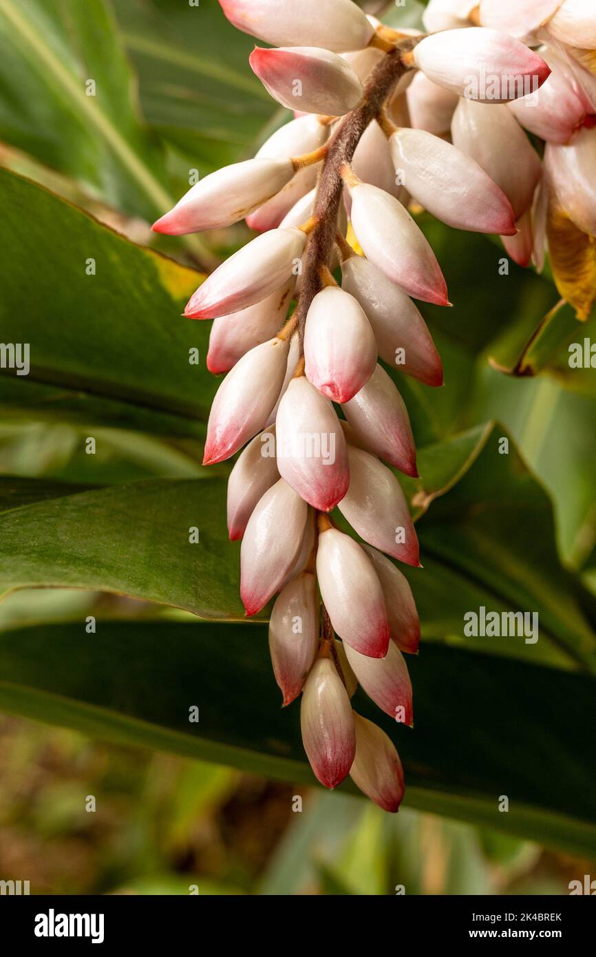 A vertical closeup shot of Shell ginger plant surrounded by green ...