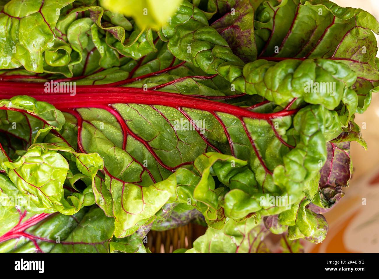 A top view of the inside of a Beta vulgaris vegetable with a red center ...