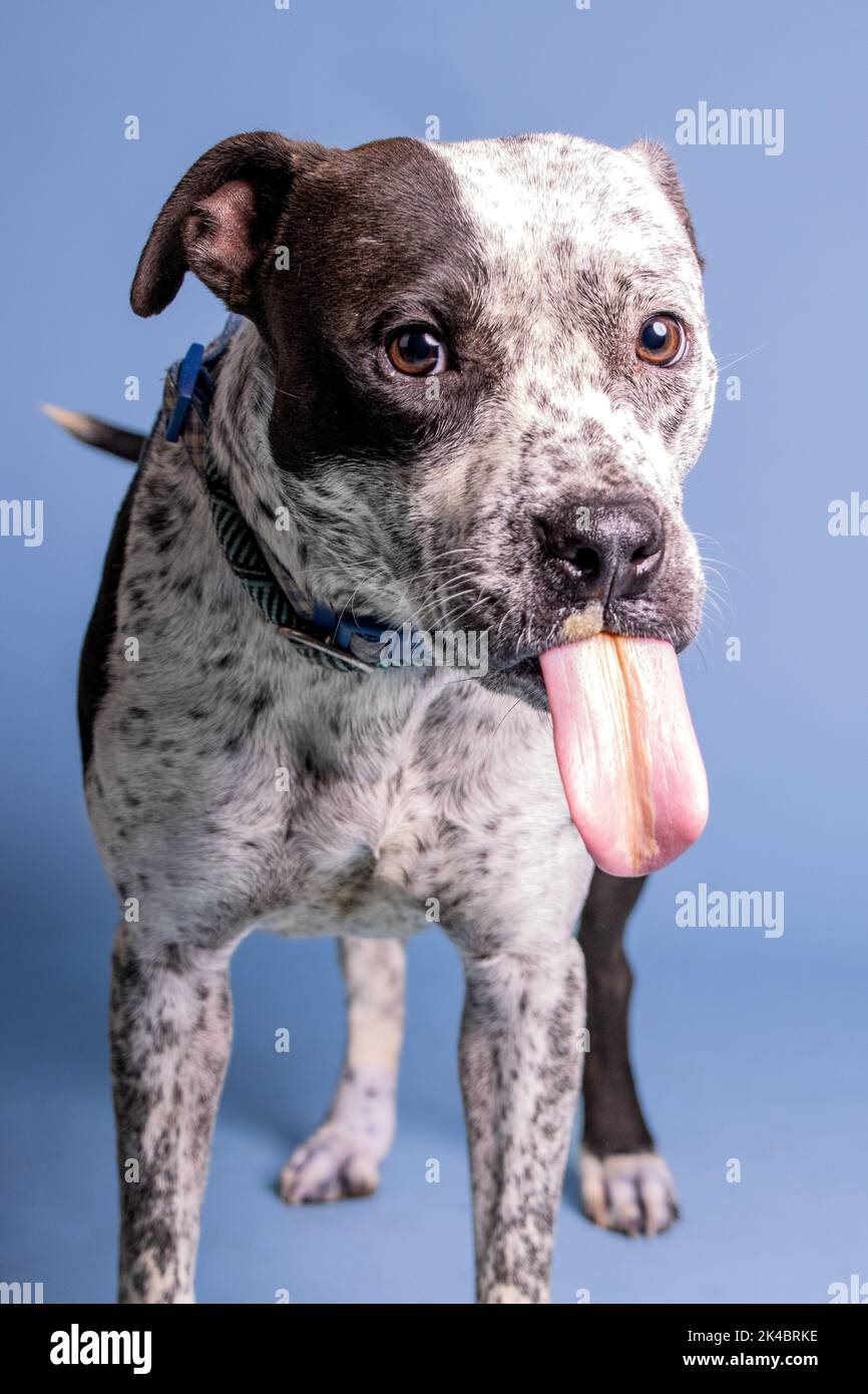 A vertical shot of an adorable spotted dog with its tongue out on a ...
