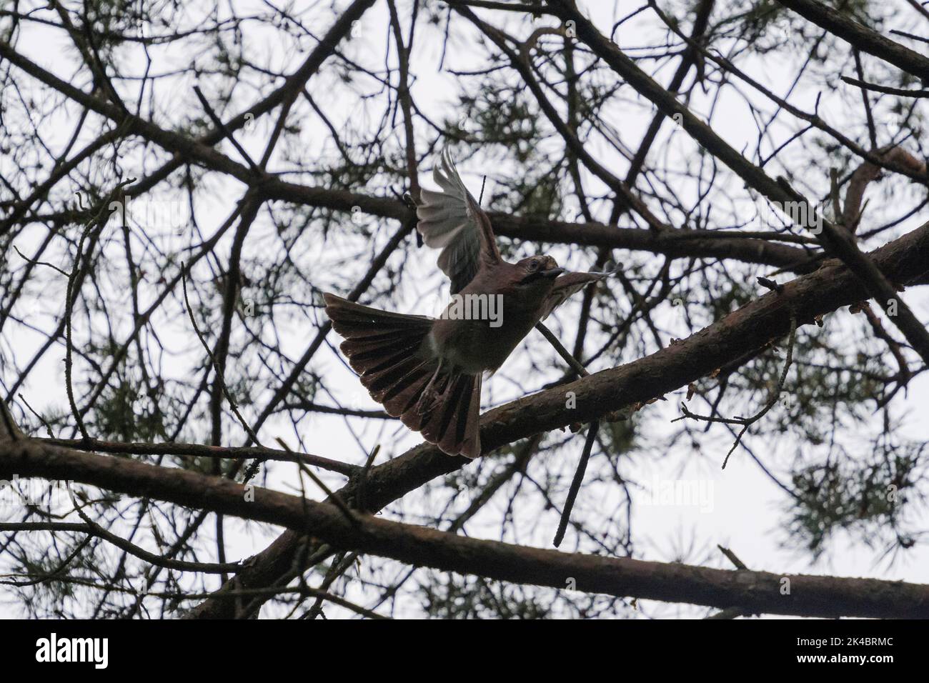 A flying jay bird under a tree branches Stock Photo - Alamy