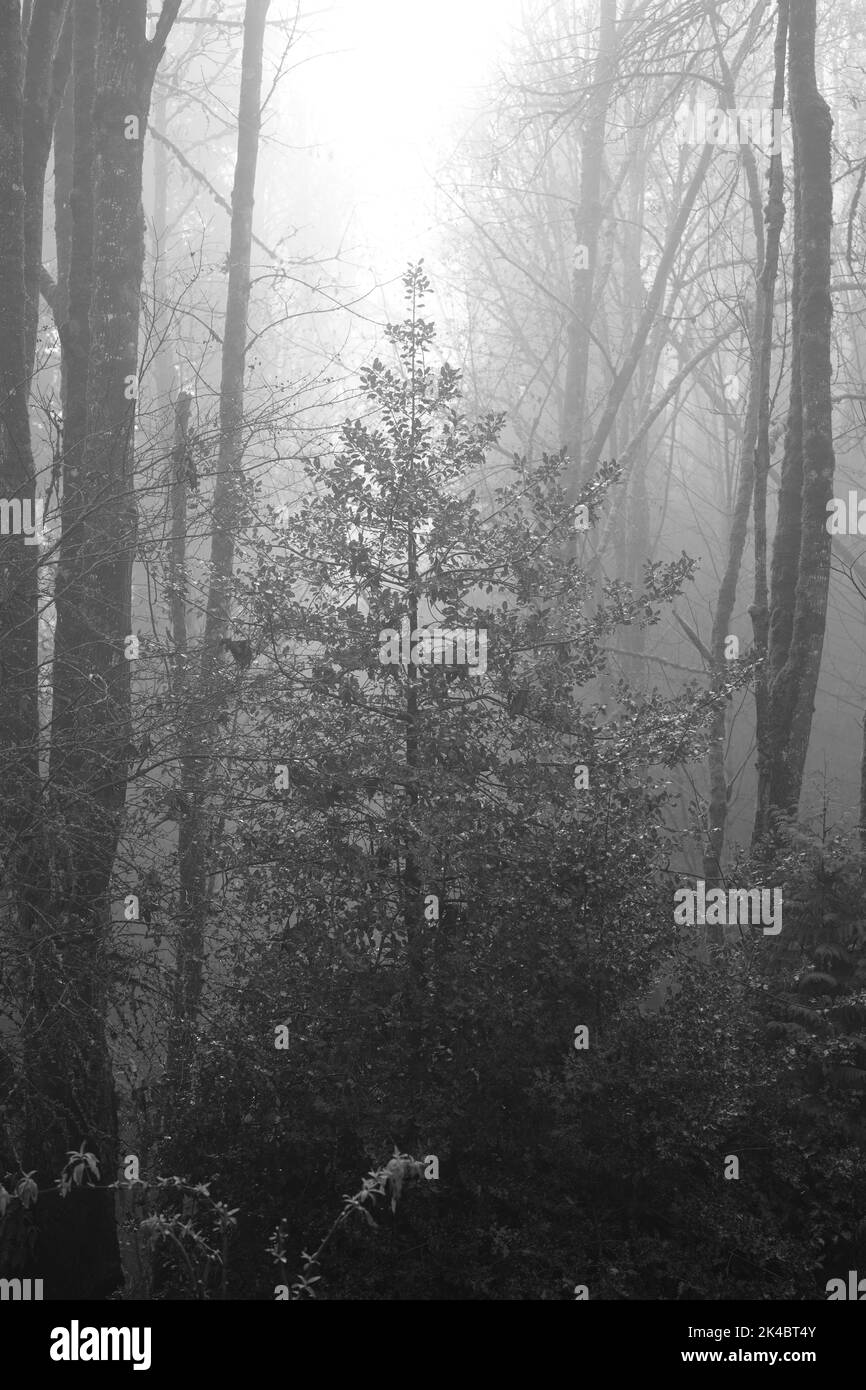 A grayscale vertical shot of the fog covering trees and plants in the ...
