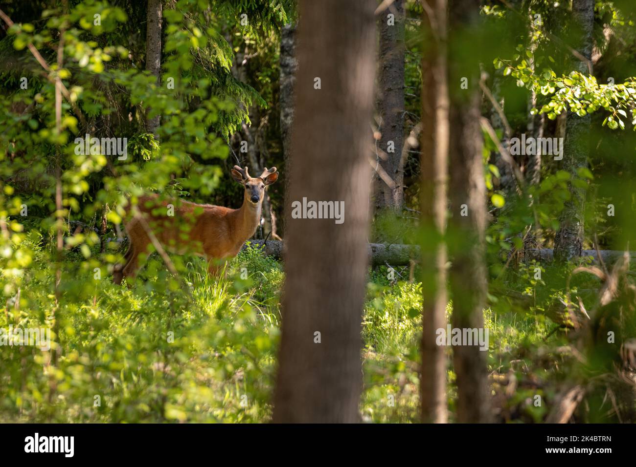 A beautiful forest with trees and greenery and a deer hiding behind the ...