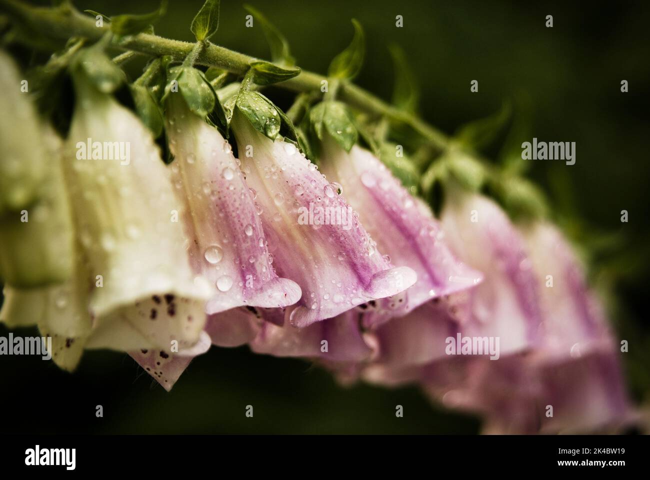 pink and white bell flowers with water drops Stock Photo - Alamy