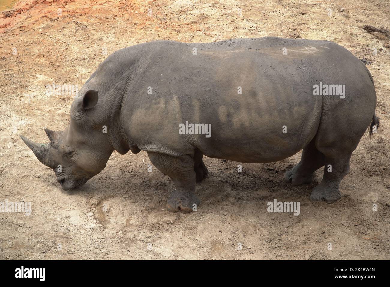 A large dirty gray rhino on a sandy desert Stock Photo - Alamy