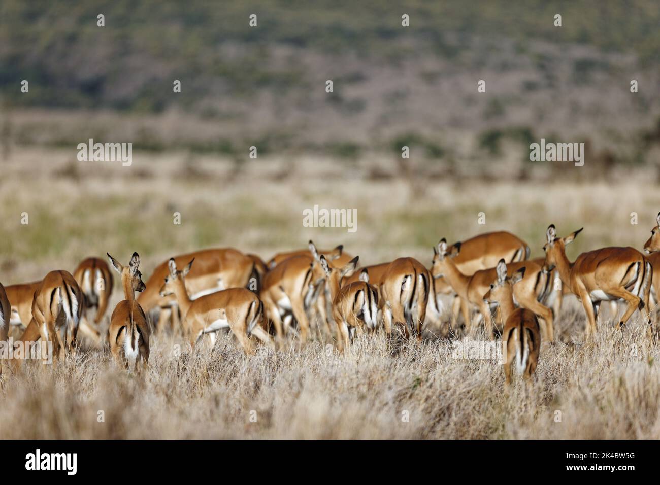 A breading herd of impala in Lewa Conservancy, Kenya Stock Photo - Alamy