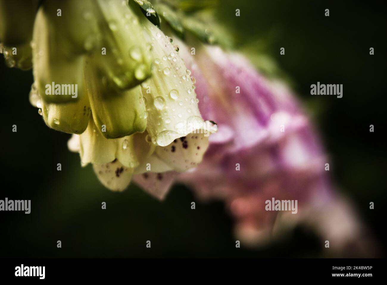 Bell flowers hi-res stock photography and images - Alamy