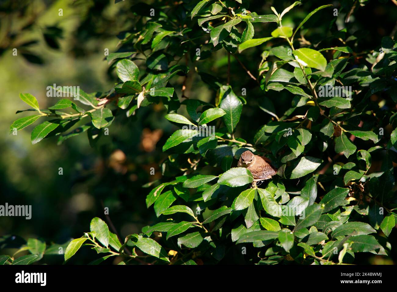 Wren fledged bird hi-res stock photography and images - Alamy
