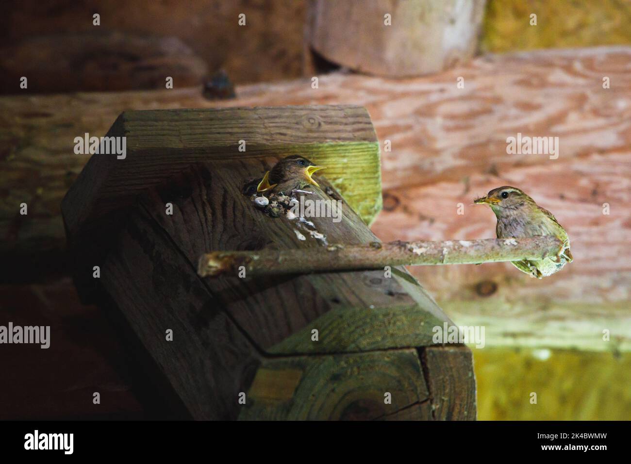 A mother Wren feeding a chick with an insect Stock Photo - Alamy