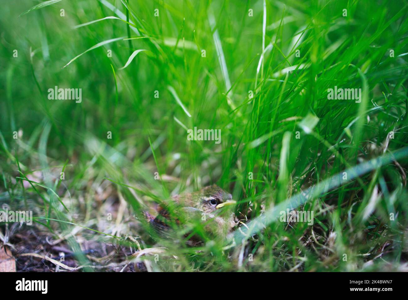 A Fledgling wren hiding in the grass Stock Photo - Alamy