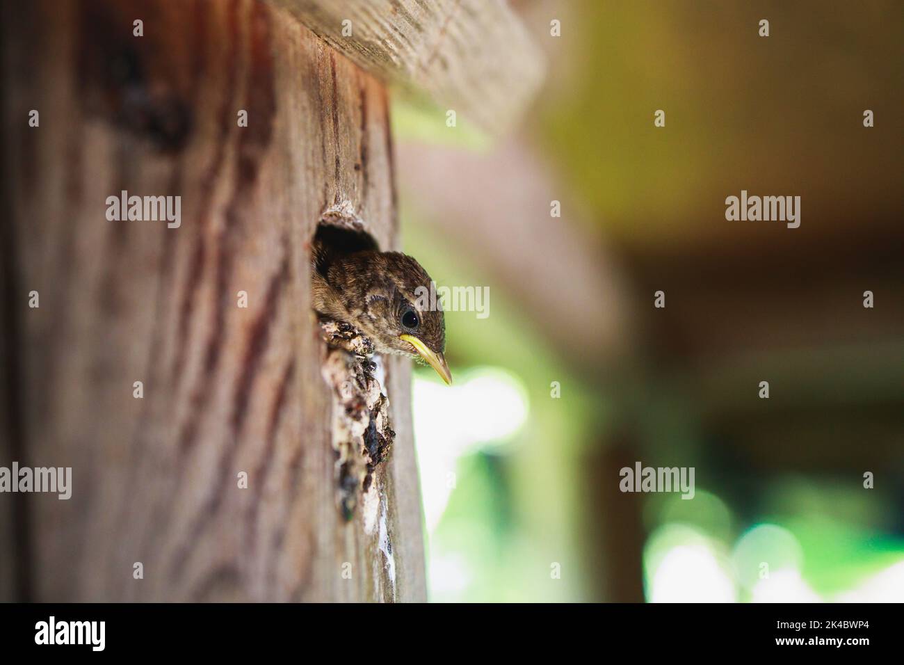 Baby wren chick poking their head out of a bird box nest Stock Photo ...