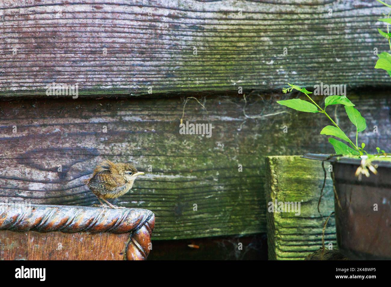 Wren fledged bird hi-res stock photography and images - Alamy
