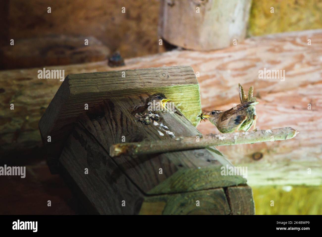 A mother Wren feeding a chick with an insect Stock Photo - Alamy