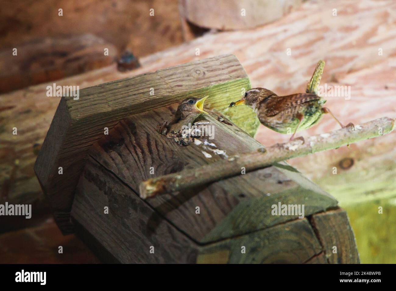 A mother Wren feeding a chick with an insect Stock Photo - Alamy