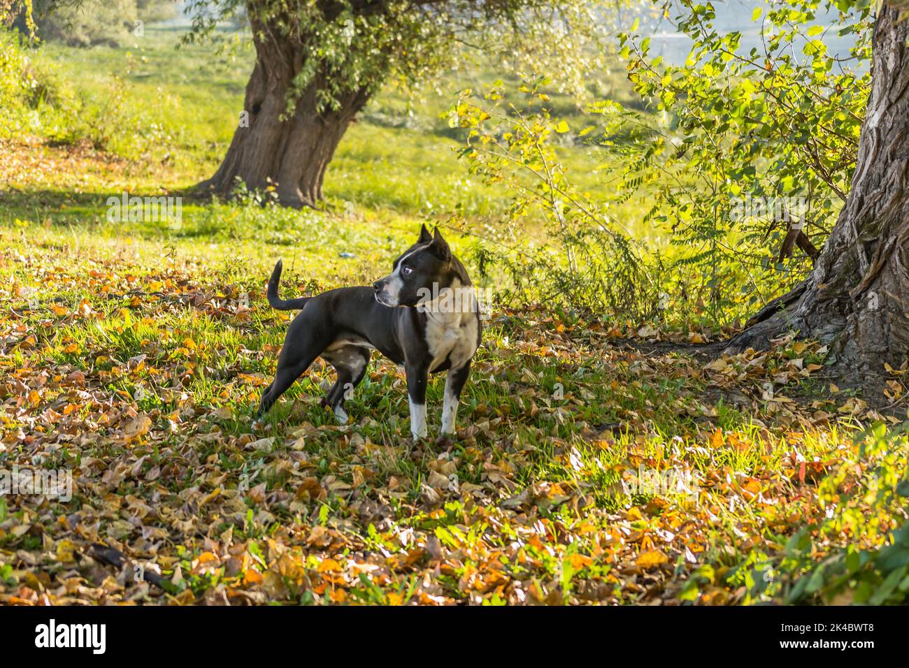 Dog breed American Staffordshire Terrier in nature in the summer Stock ...