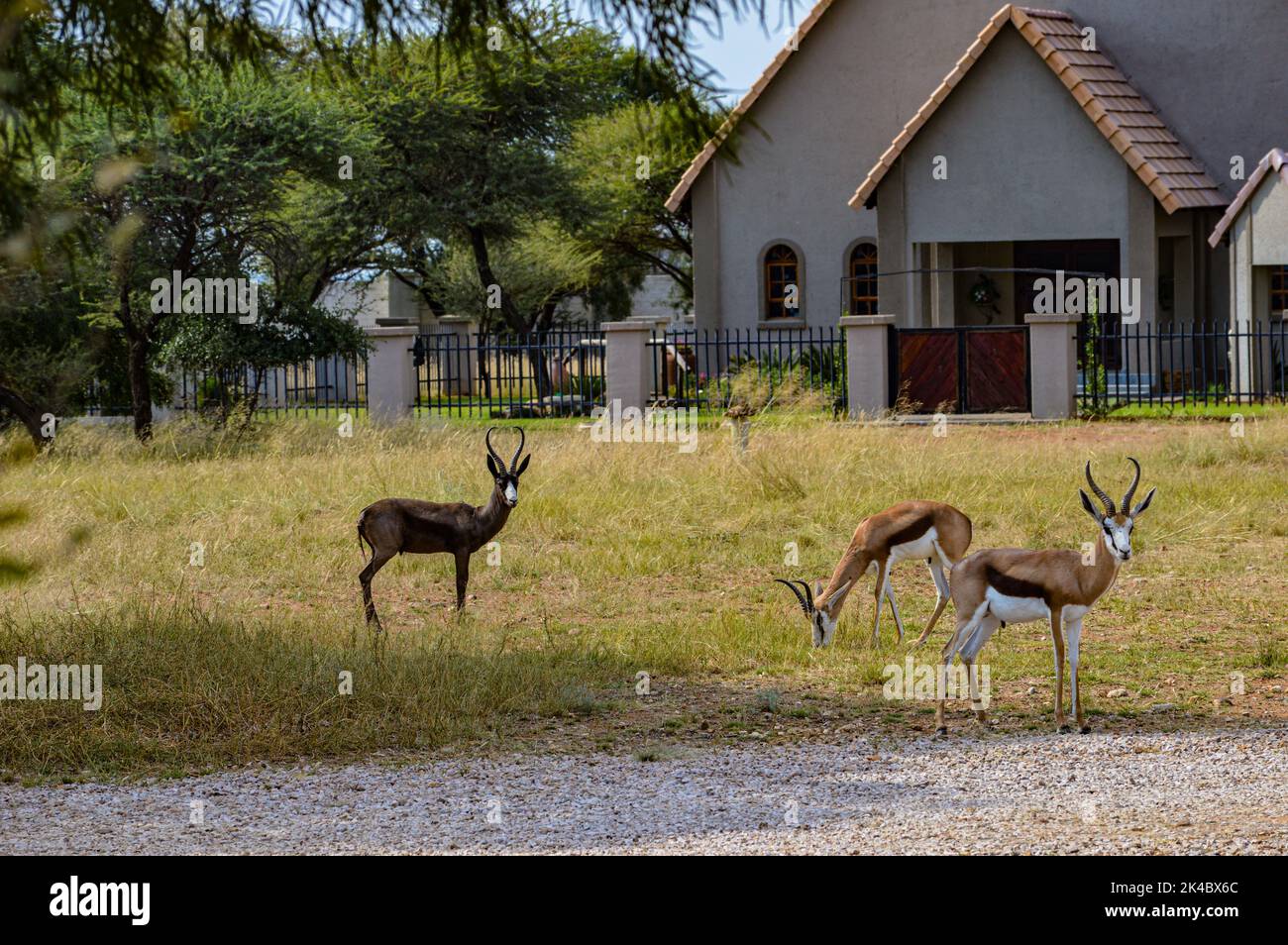 A group of deer in front of a country house Stock Photo - Alamy
