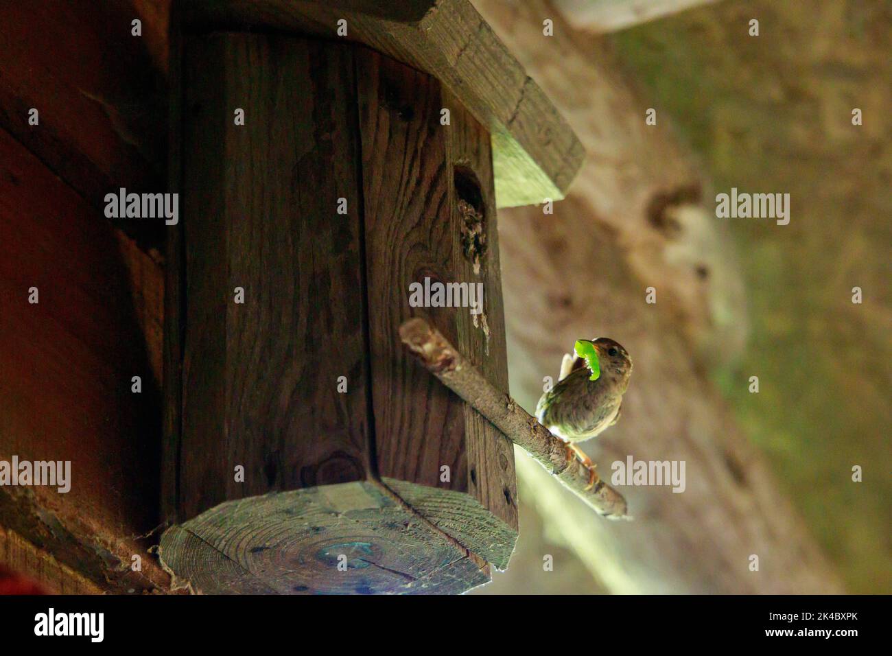 Baby Wren chicks getting fed grubs and insects by their mother in a ...