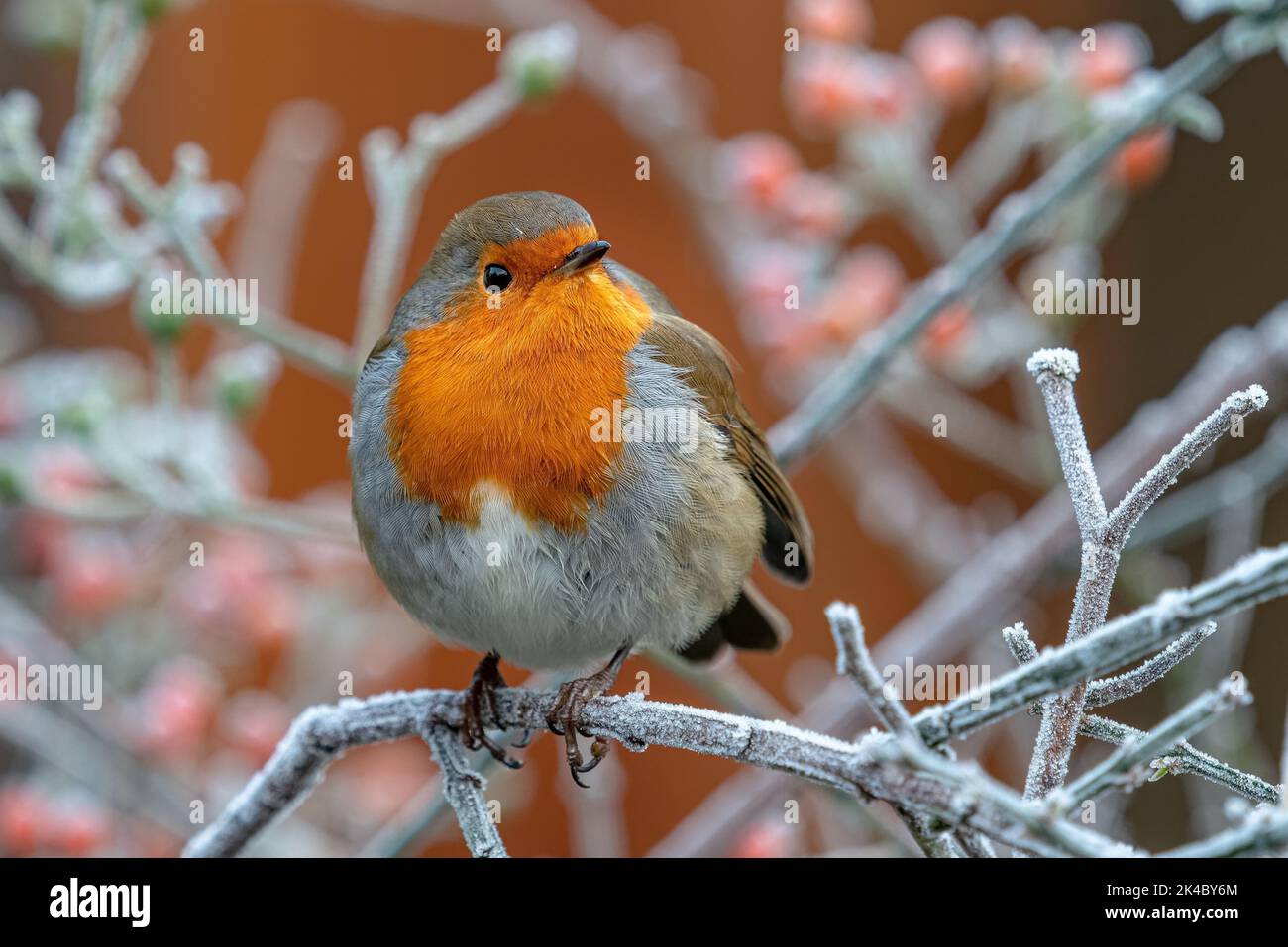 A closeup of a beautiful Robin sitting on a frosty branch Stock Photo ...