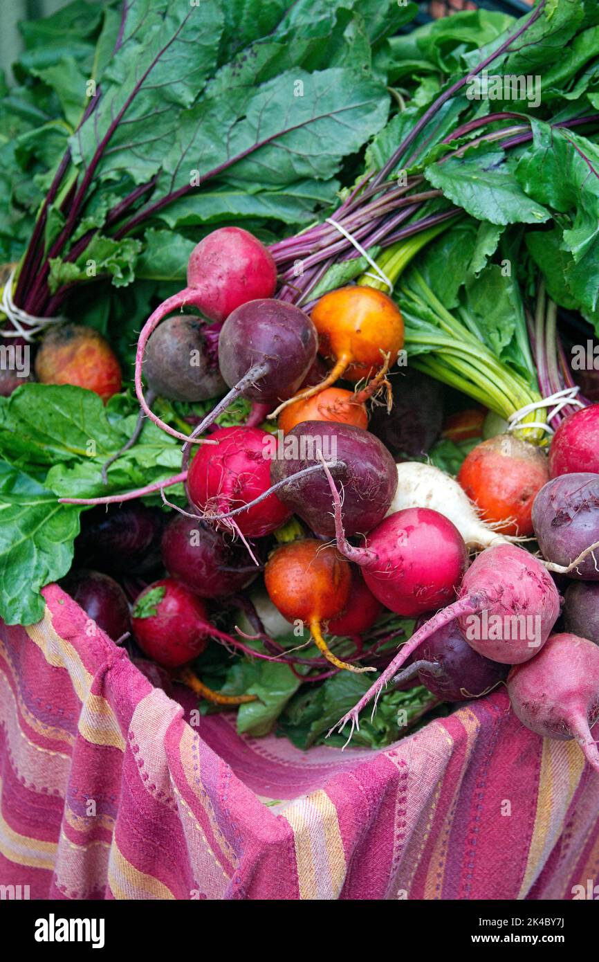 Colorful, freshly harvested organic beets for sale at an outdoor summer ...