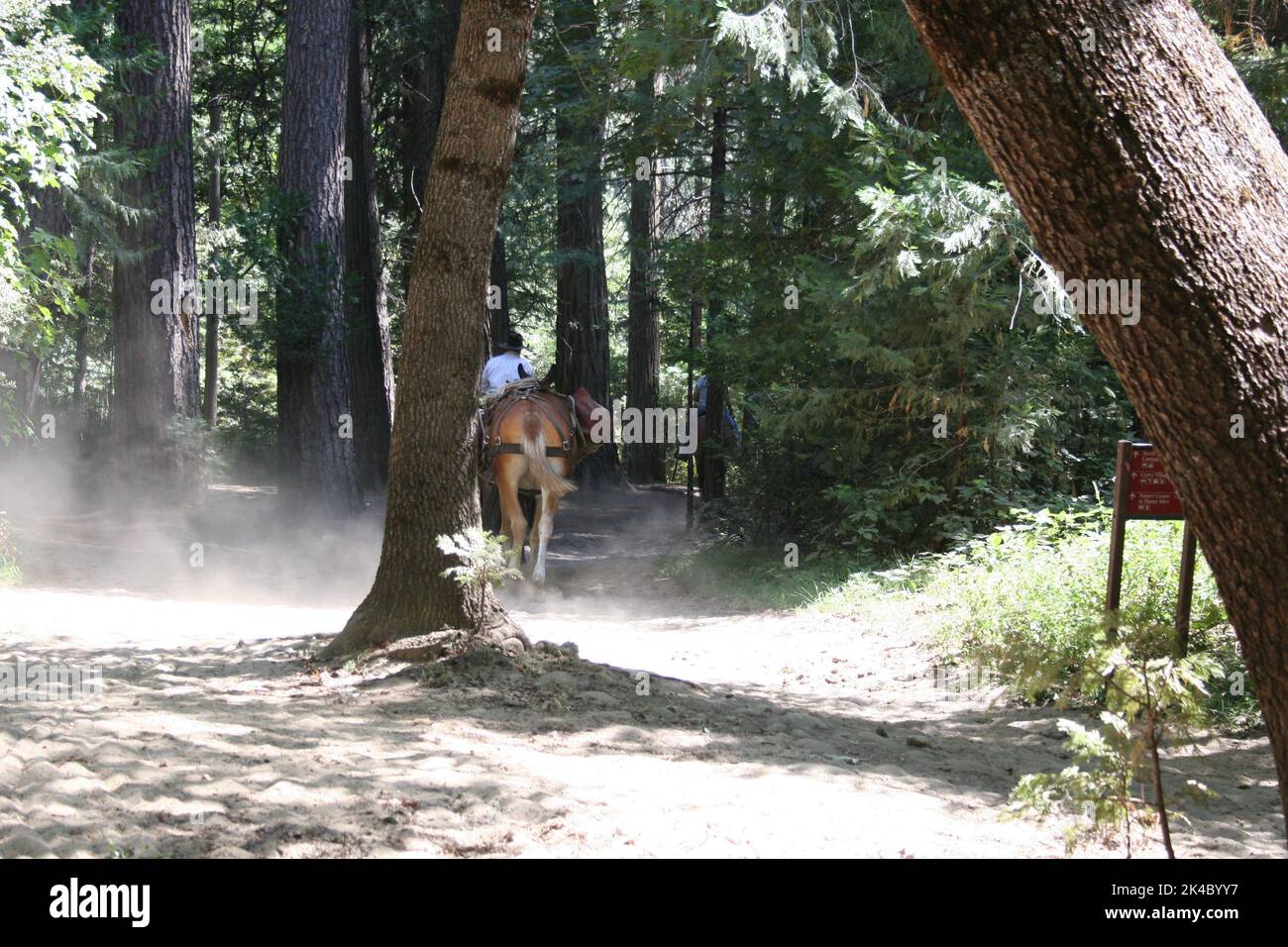 Mule and horses hi-res stock photography and images - Alamy
