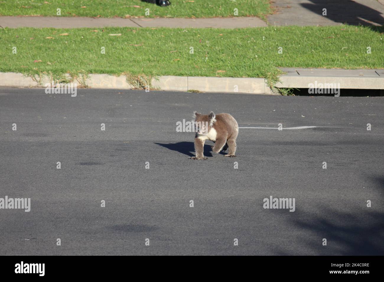 A koala crossing the road in Apollo bay, Australia Stock Photo - Alamy