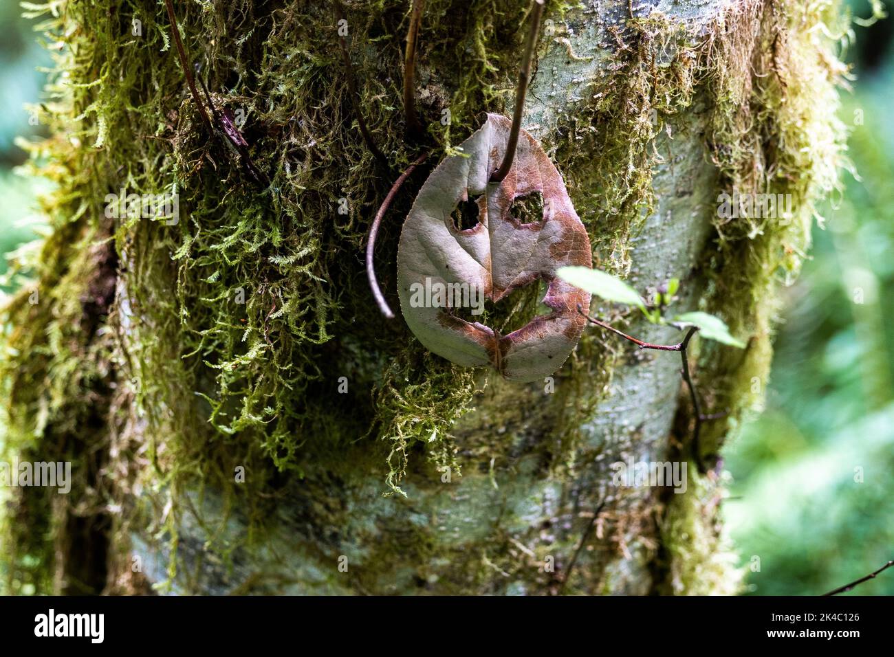 A dried leave shaped as a human face hnaging from the tree trunk Stock ...