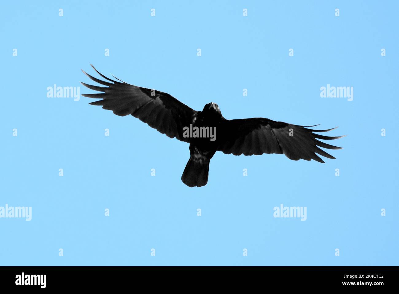 The low-angle view of a crow flying with wide opened wings in the blue ...